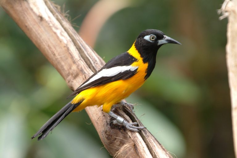 The Warawara and the Trupial - Birds with special habits | Kòrsou Ta ...