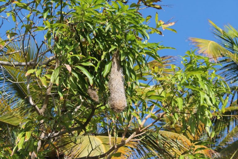 The Warawara and the Trupial - Birds with special habits | Kòrsou Ta ...