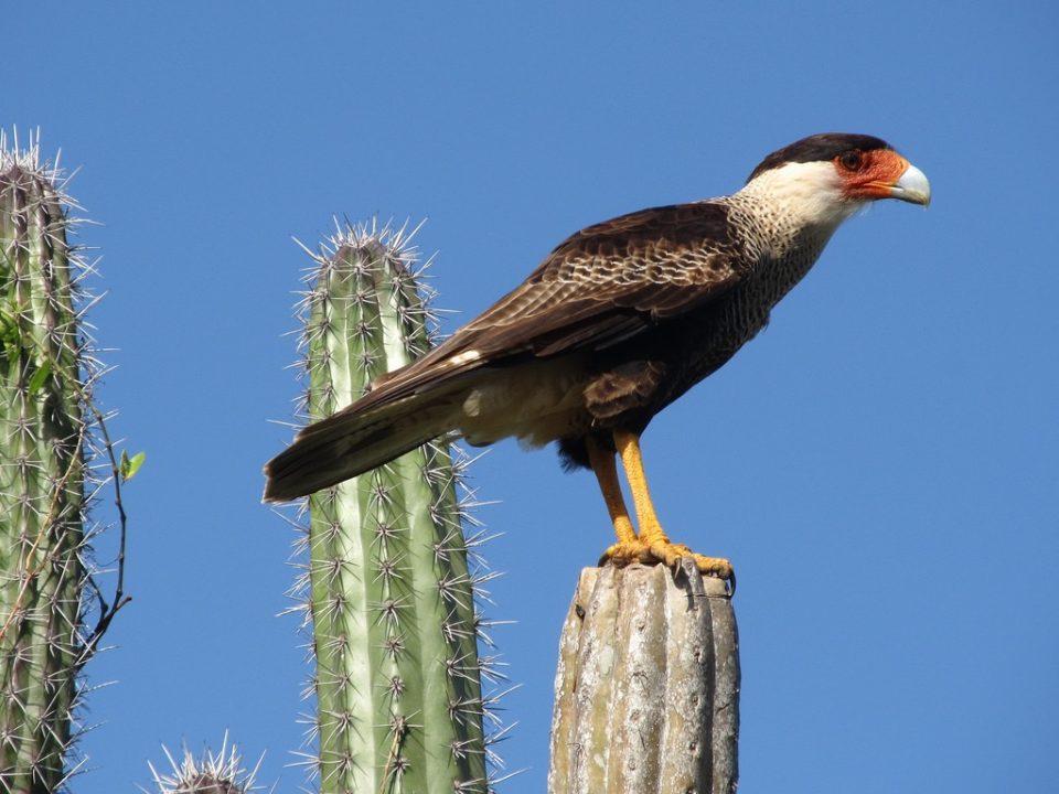 The Warawara and the Trupial - Birds with special habits | Kòrsou Ta ...