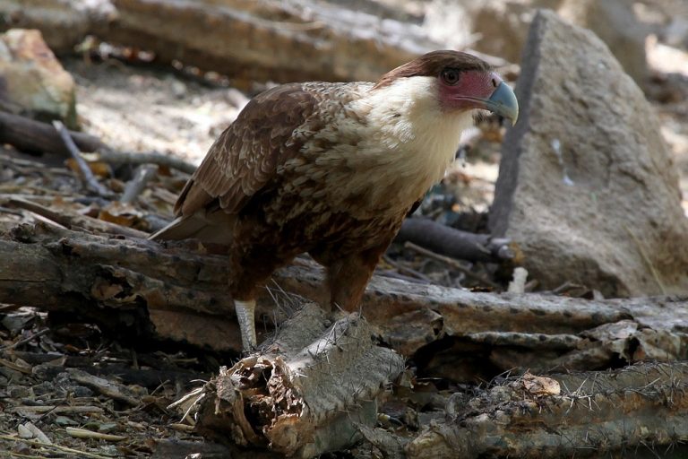 The Warawara and the Trupial - Birds with special habits | Kòrsou Ta ...